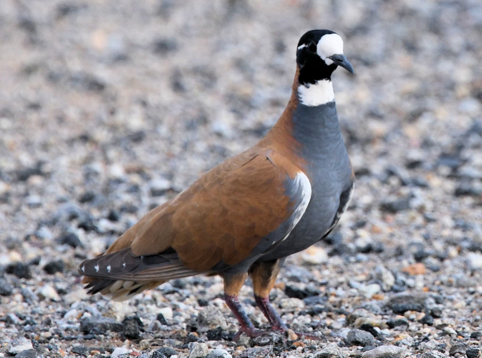 Flock Bronzewing – male – Ausemade