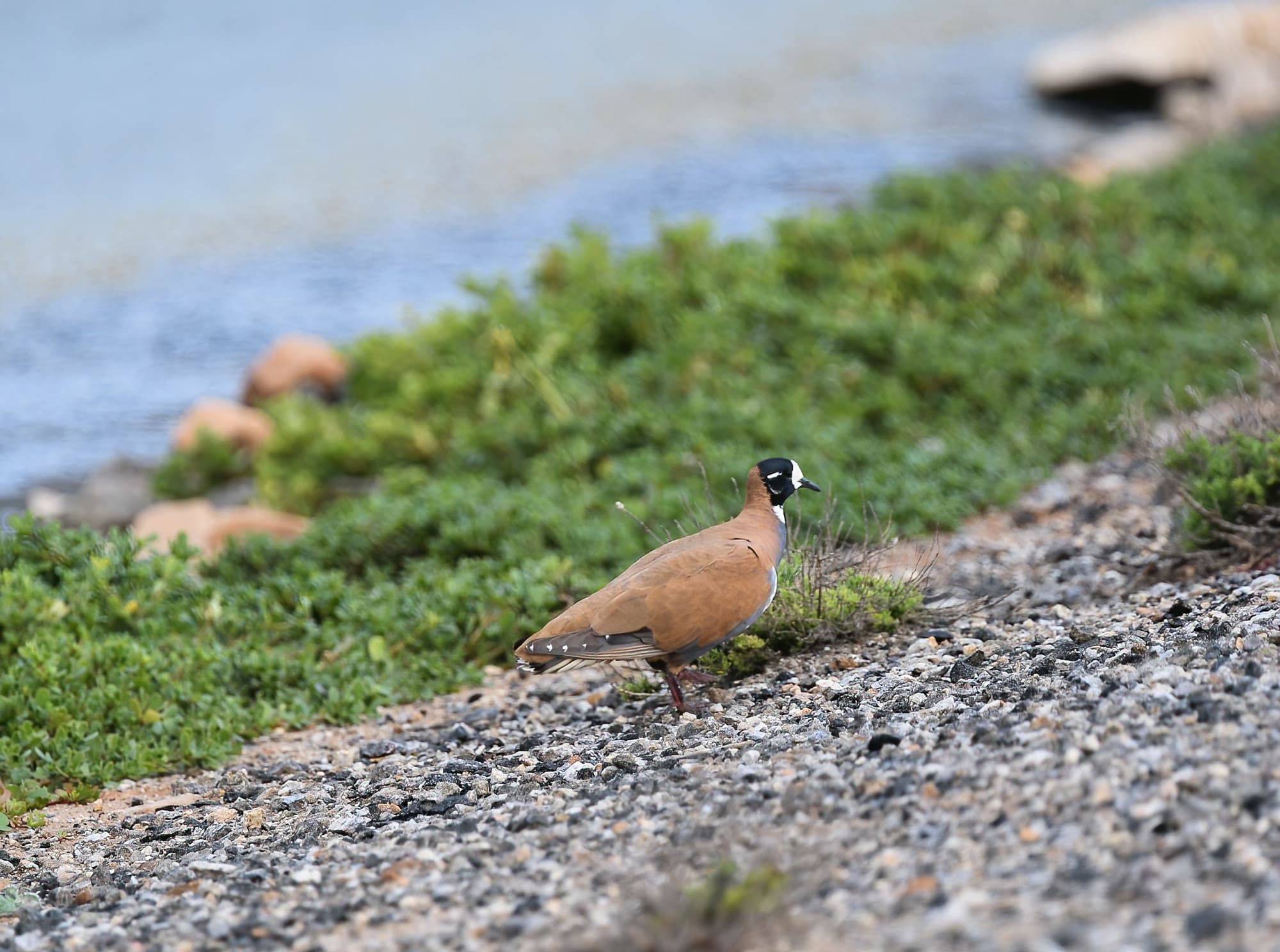Flock Bronzewing – male – Ausemade