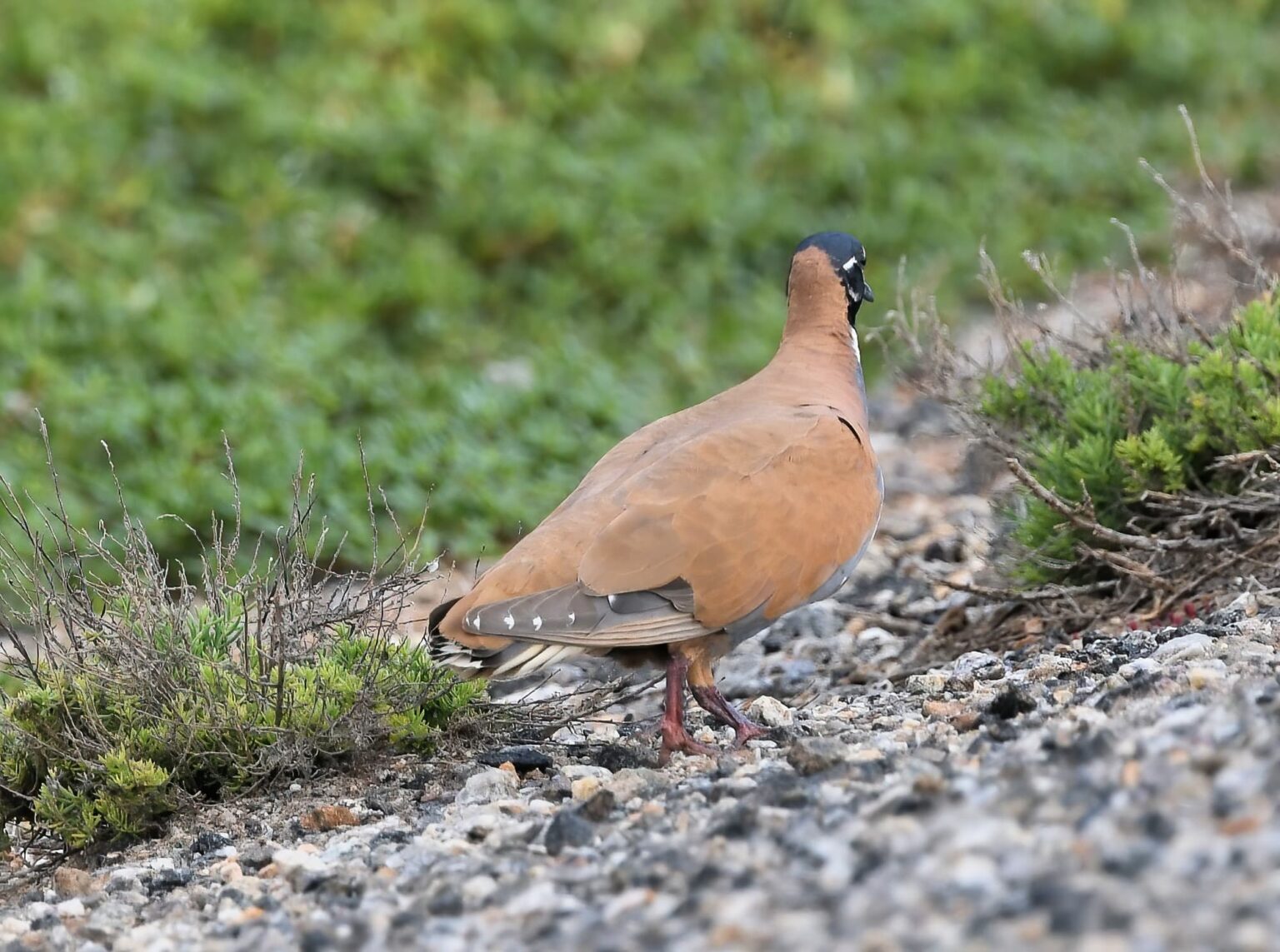 Flock Bronzewing – male – Ausemade