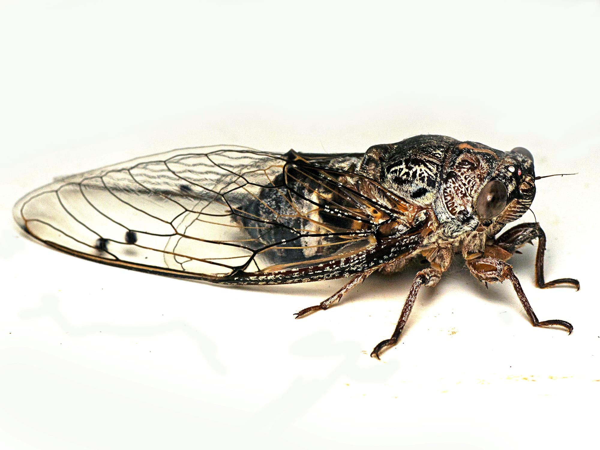 Floury Baker (Aleeta curvicosta) — Cicada – Ausemade
