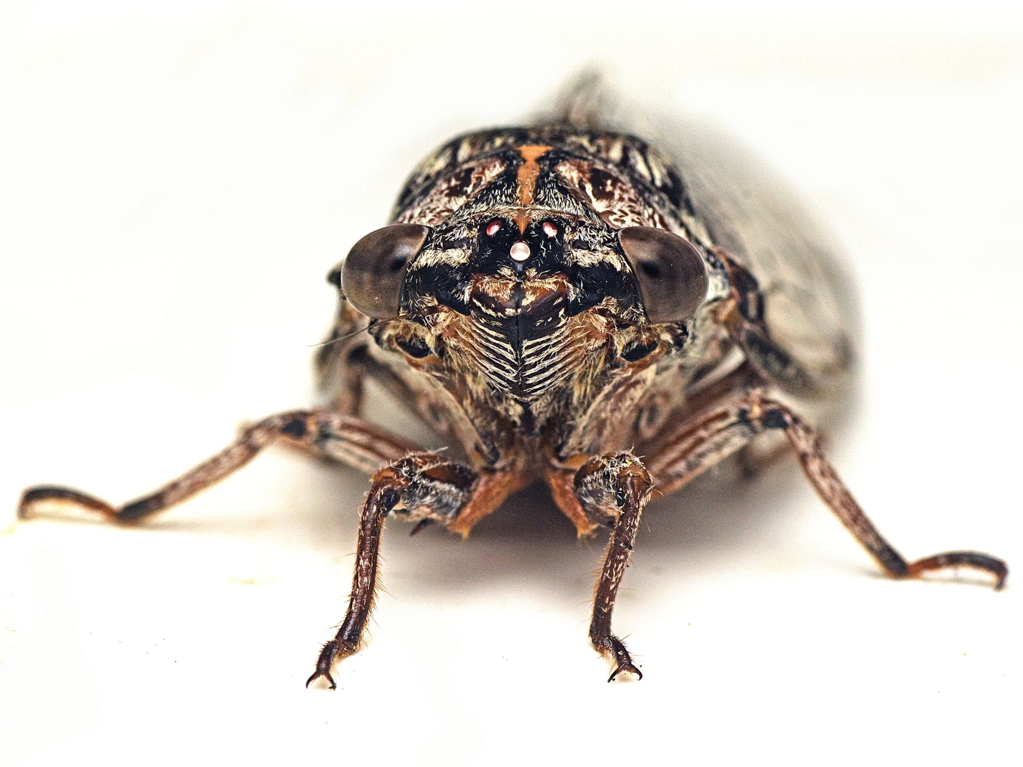 Floury Baker (Aleeta curvicosta) — Cicada – Ausemade