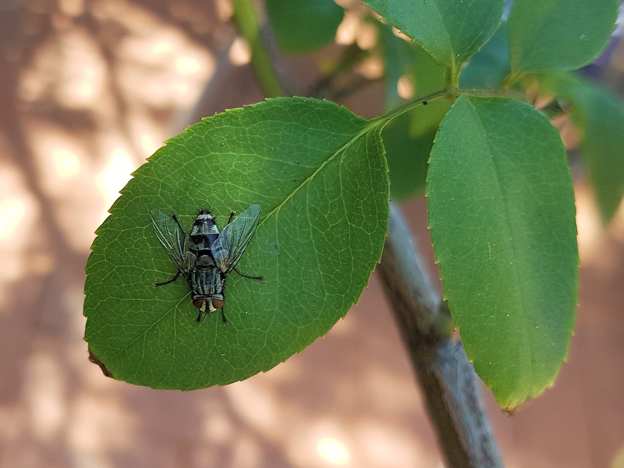 Exorista, Fly – Ausemade