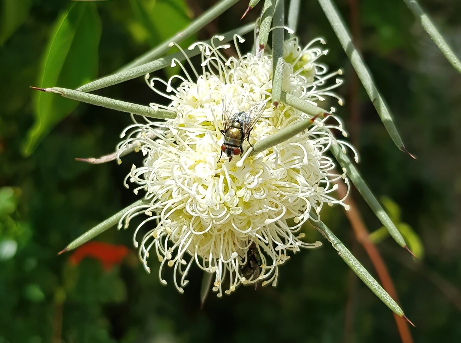 Flies – Ausemade
