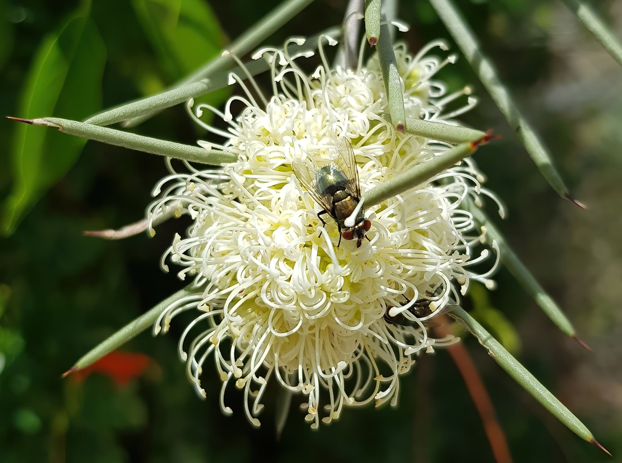 Needlewood – Ausemade