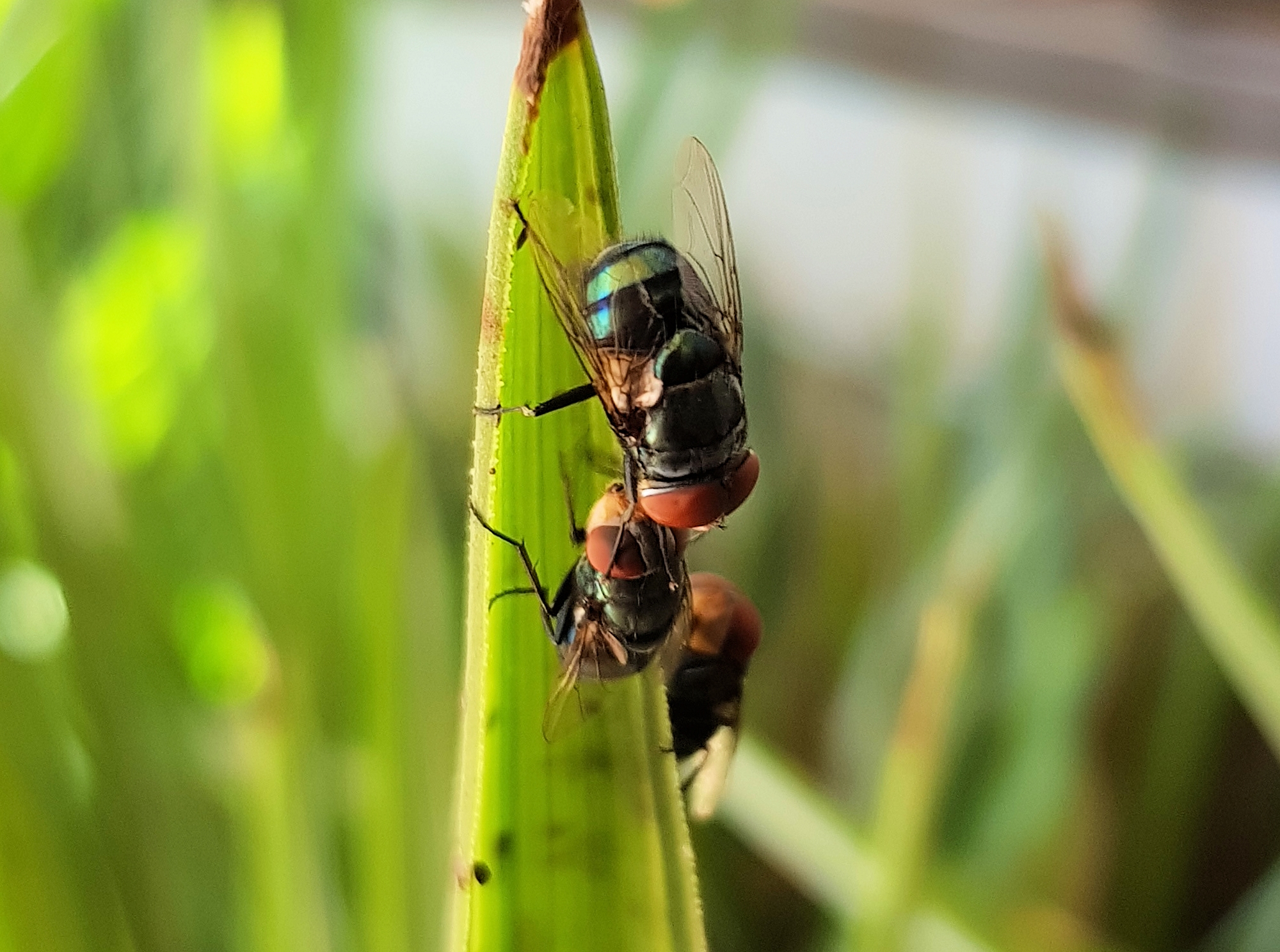 Golden Orb and the Fly – Ausemade