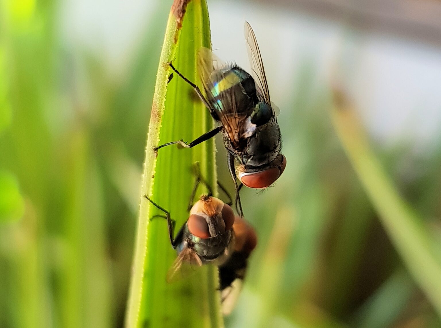 Golden Orb and the Fly – Ausemade