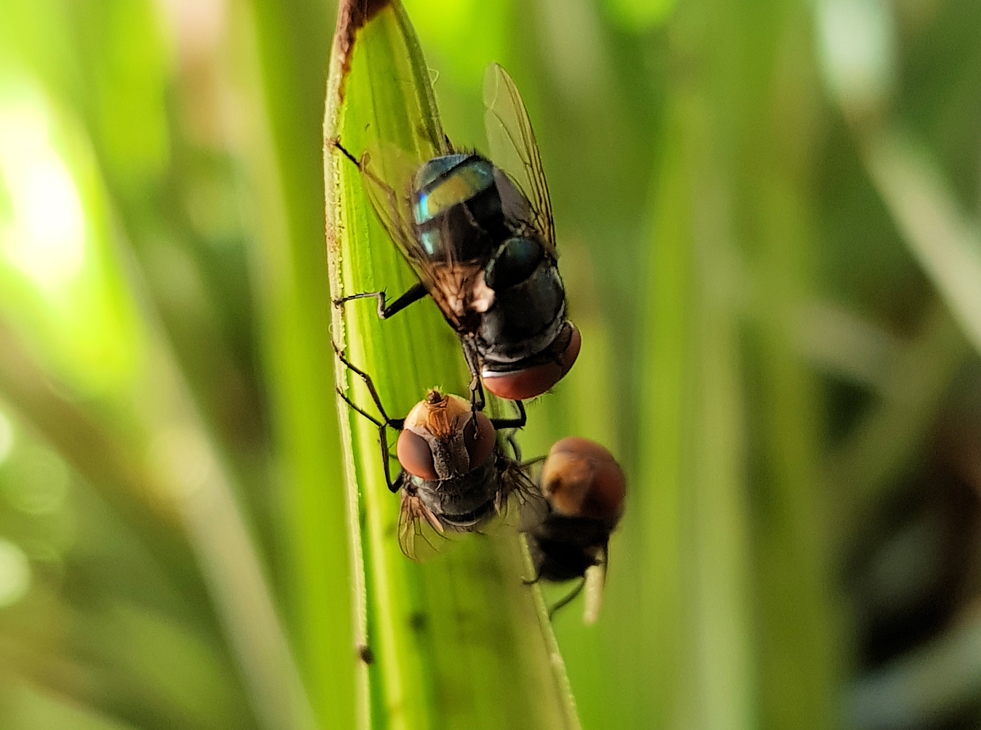 Golden Orb and the Fly – Ausemade