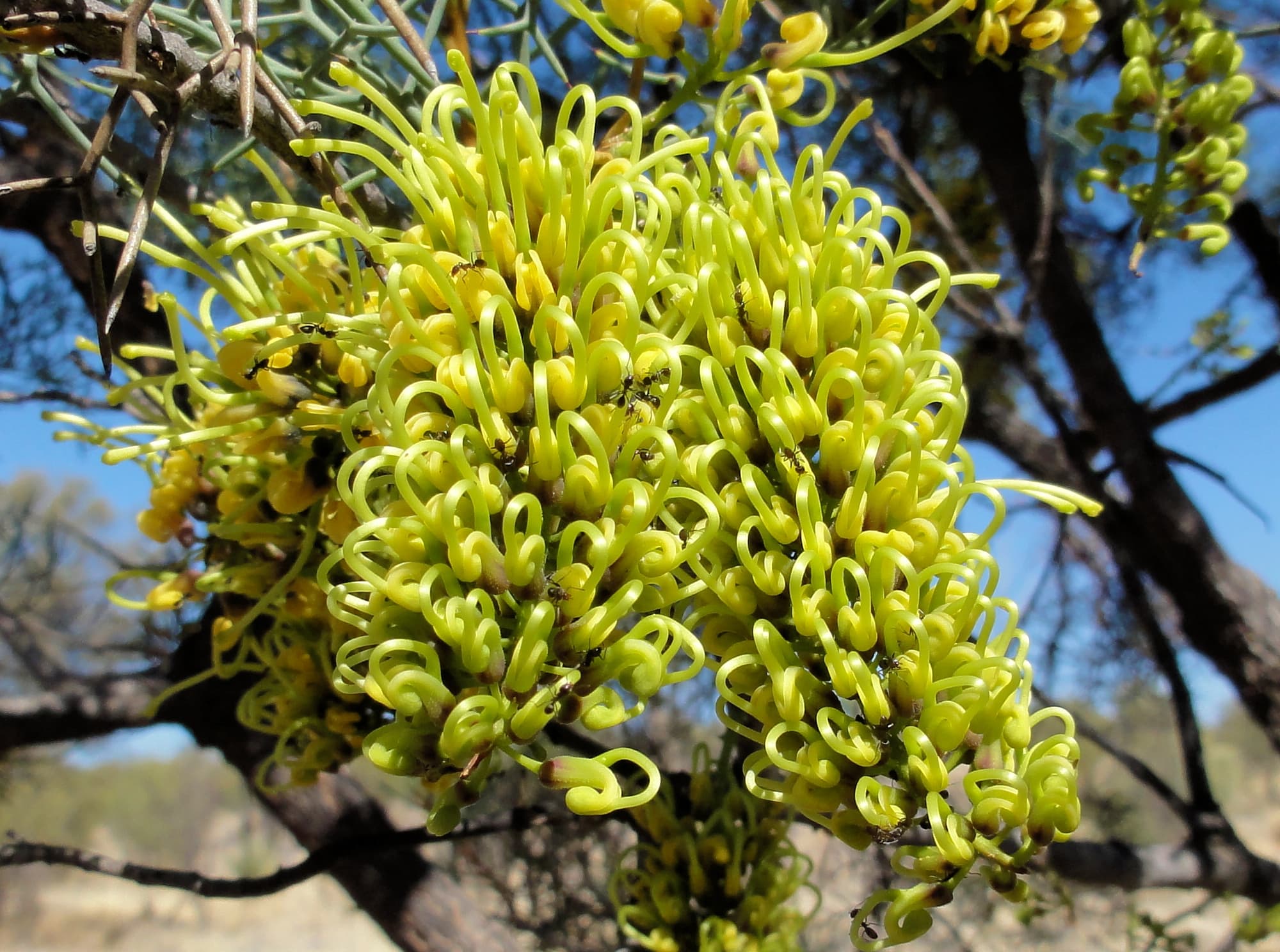 Fork-leaf Corkwood – Ausemade