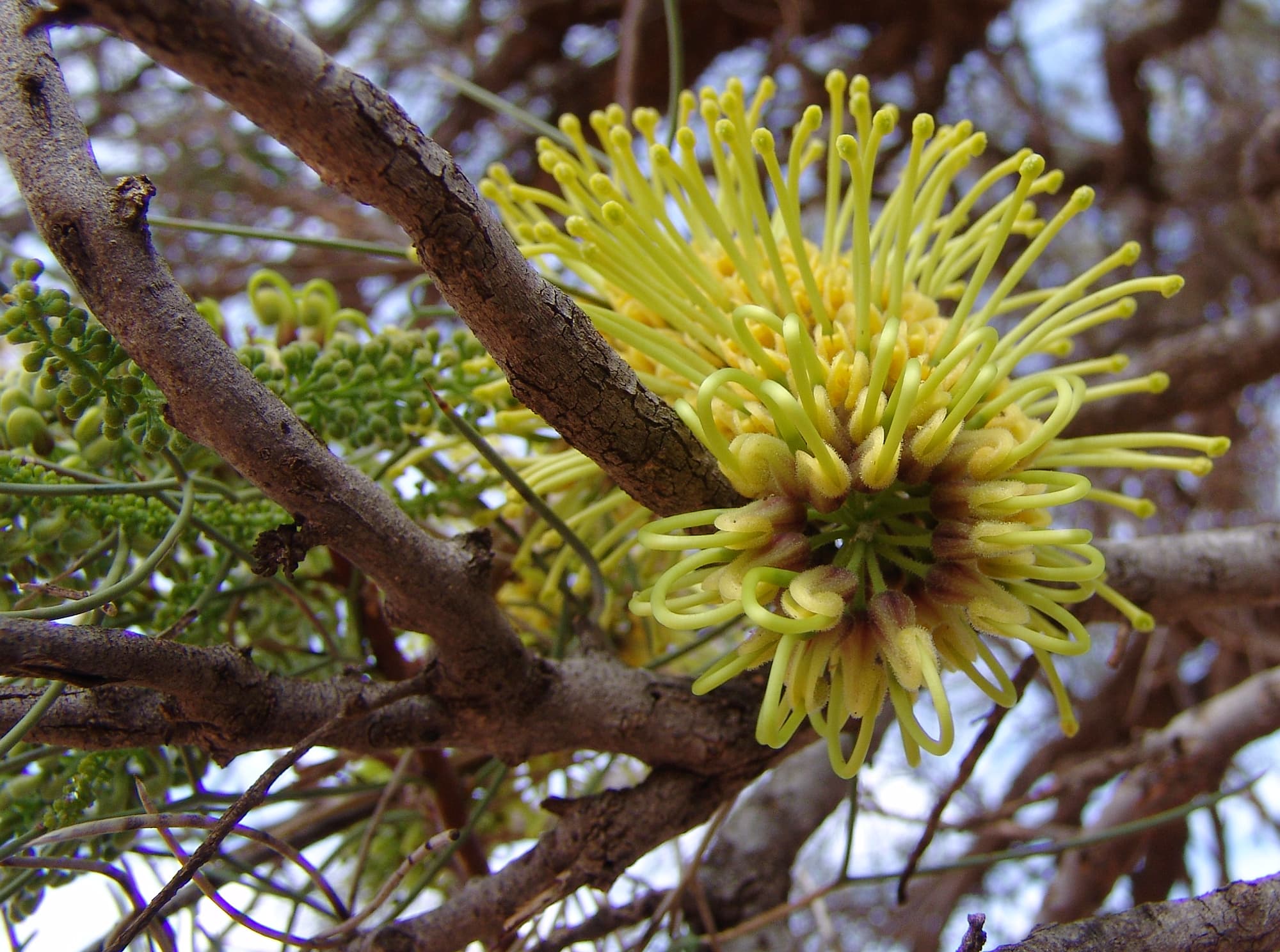Fork-leaved Corkwood – Ausemade
