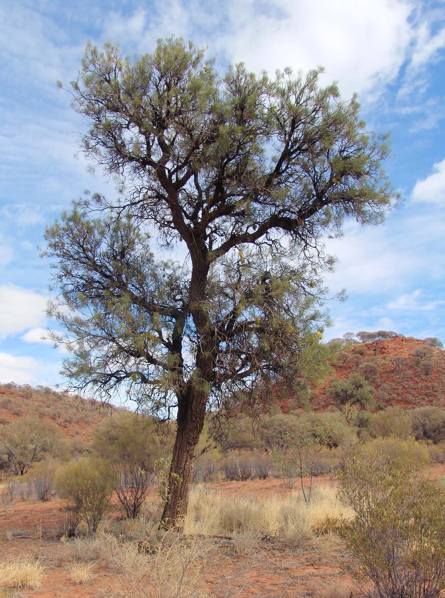 Fork-leaved Corkwood – Ausemade