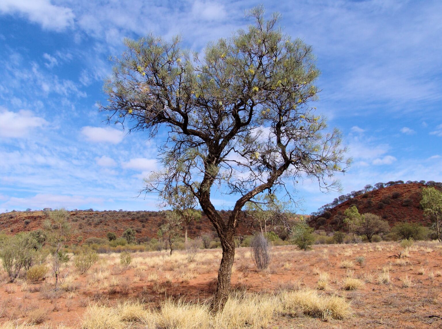Hakea divaricata (Fork-leaved Corkwood) – Ausemade