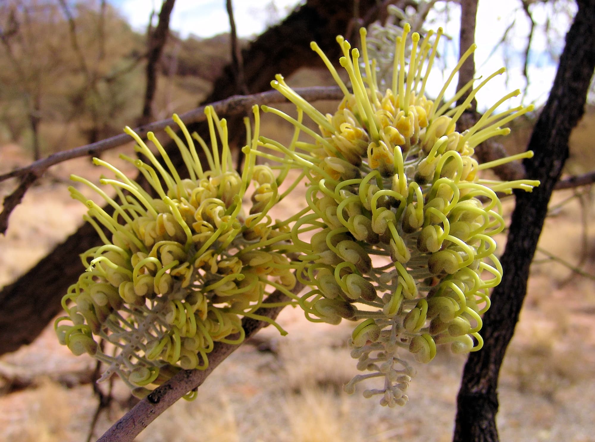 Hakea divaricata (Fork-leaved Corkwood) – Ausemade