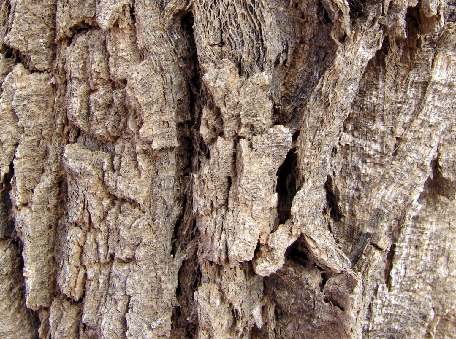 Hakea divaricata (Fork-leaved Corkwood) – Ausemade