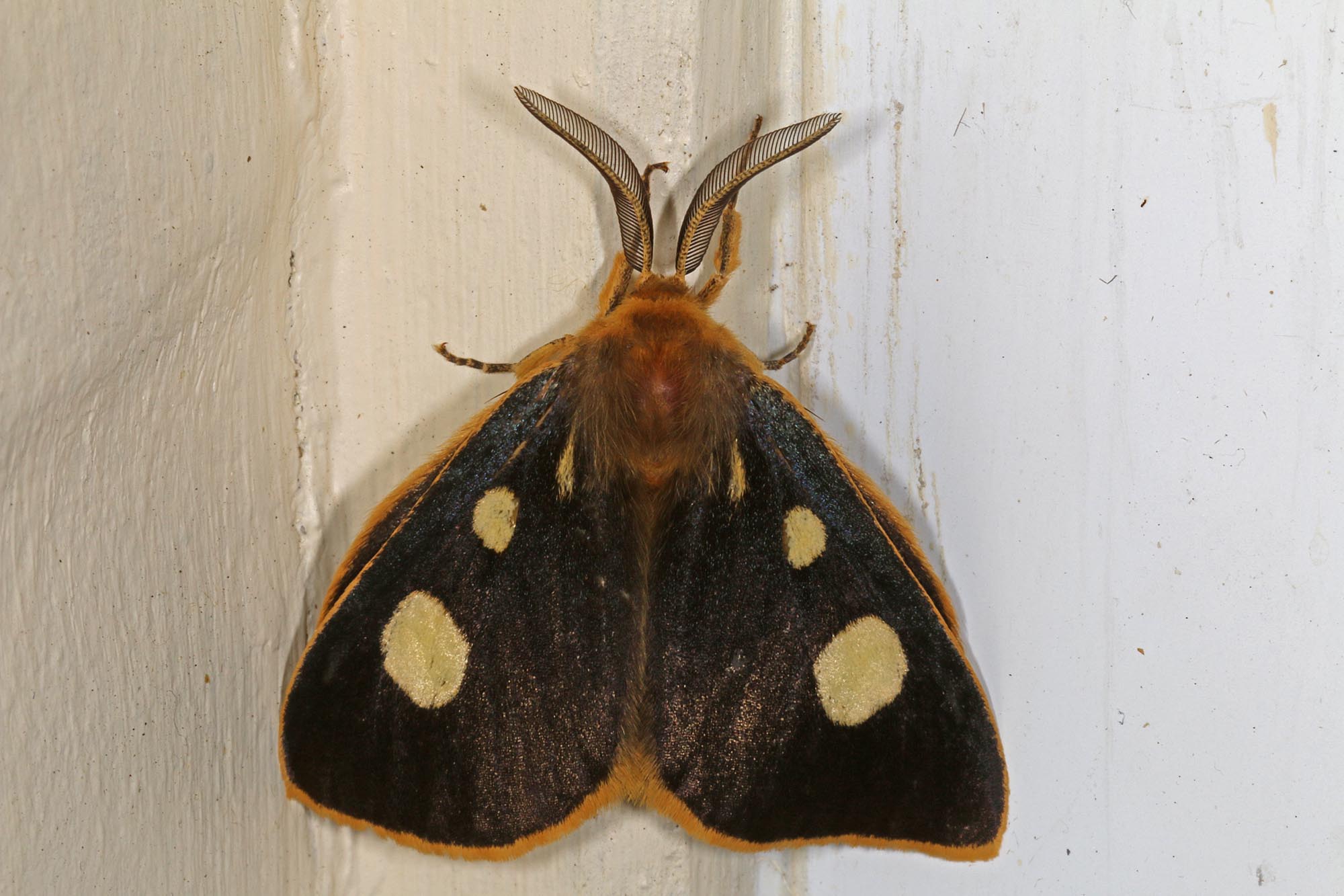 Southern Downs Insects – Ausemade