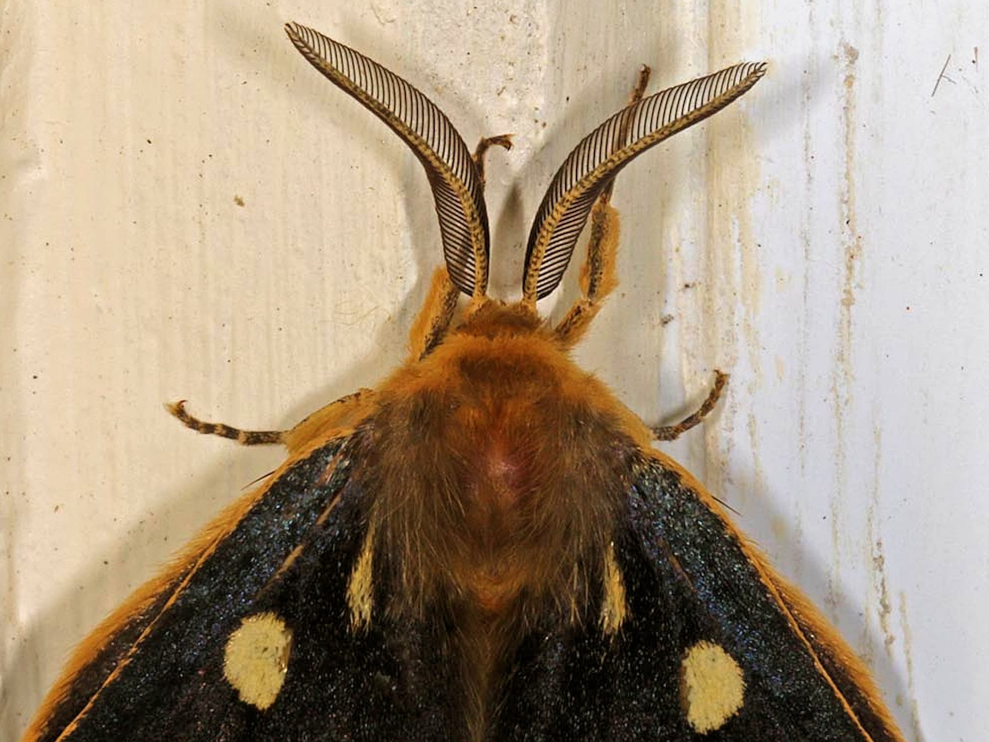 Anthela guenei (Four-Spot Anthelid Moth) – Ausemade