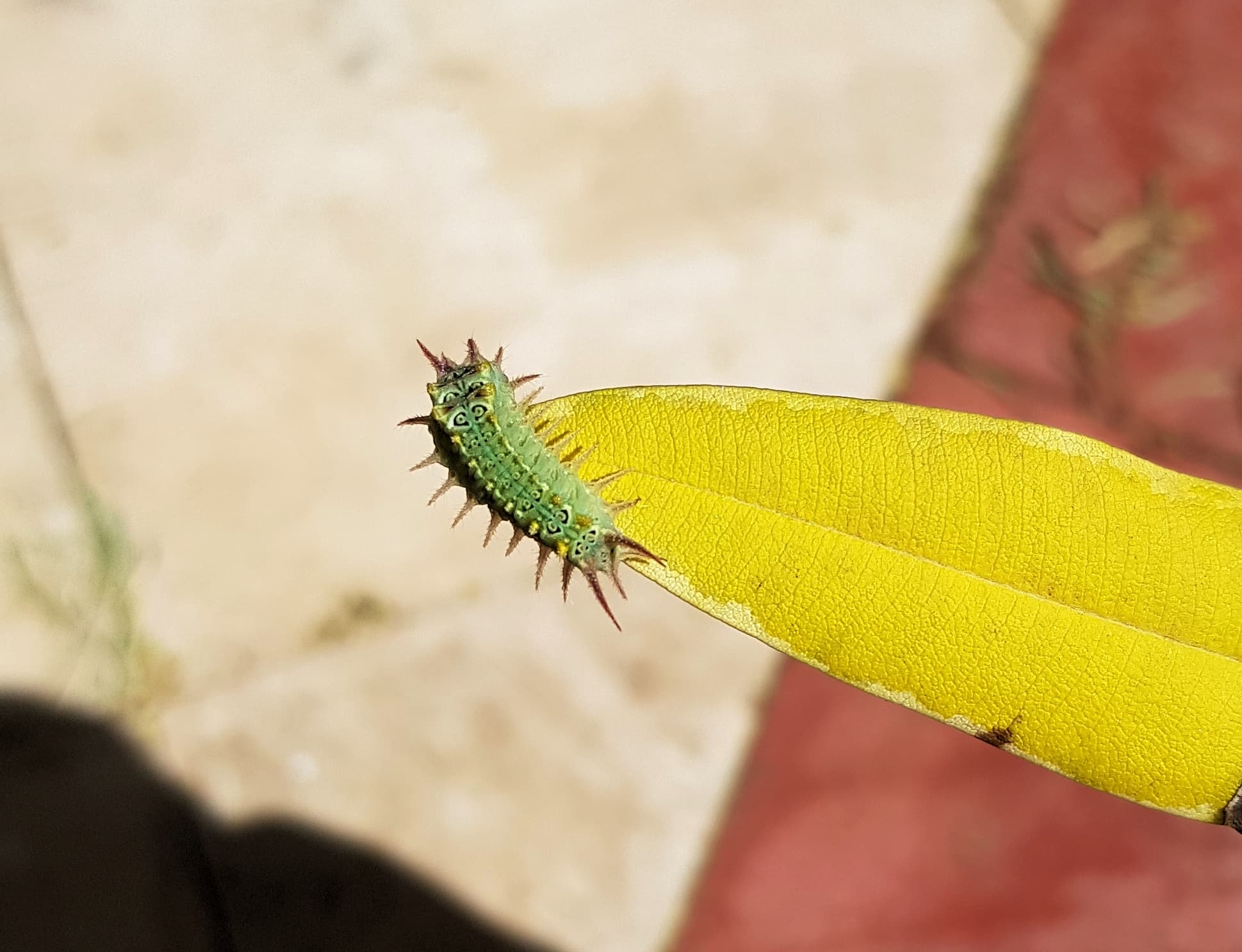 Four-spotted Cup Moth (Doratifera quadriguttata) – Ausemade