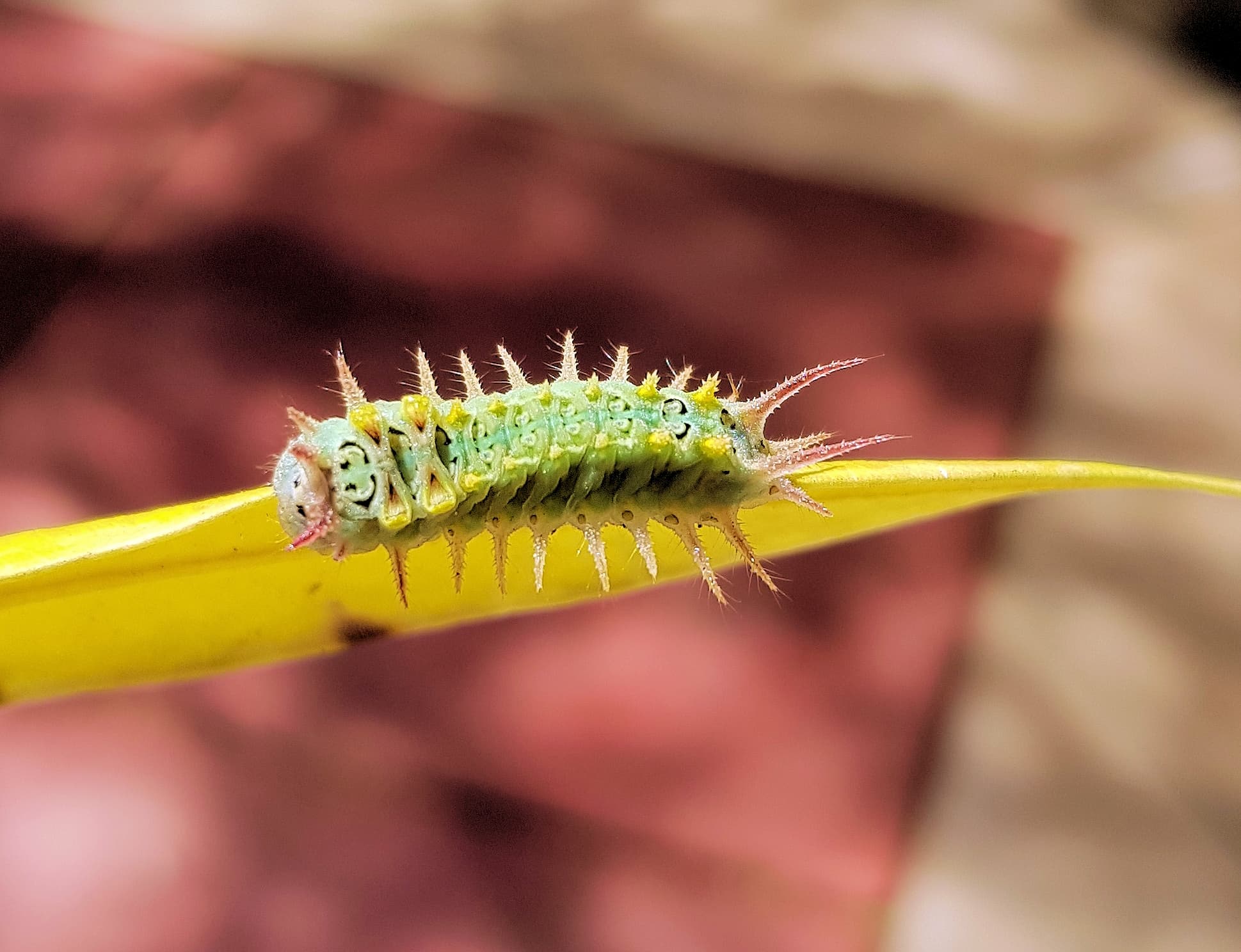 Four-spotted Cup Moth (Doratifera quadriguttata) – Ausemade