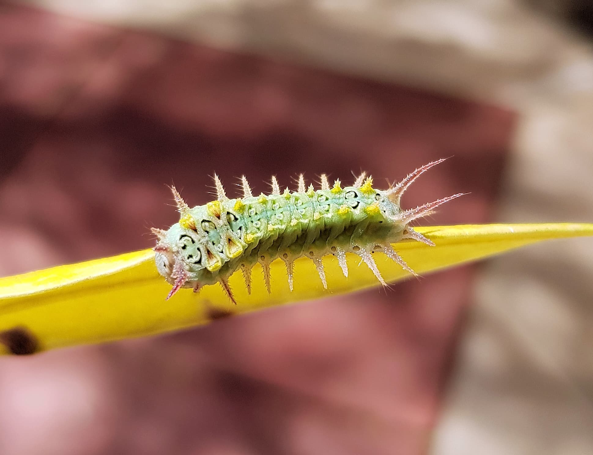 Four-spotted Cup Moth (Doratifera quadriguttata) – Ausemade