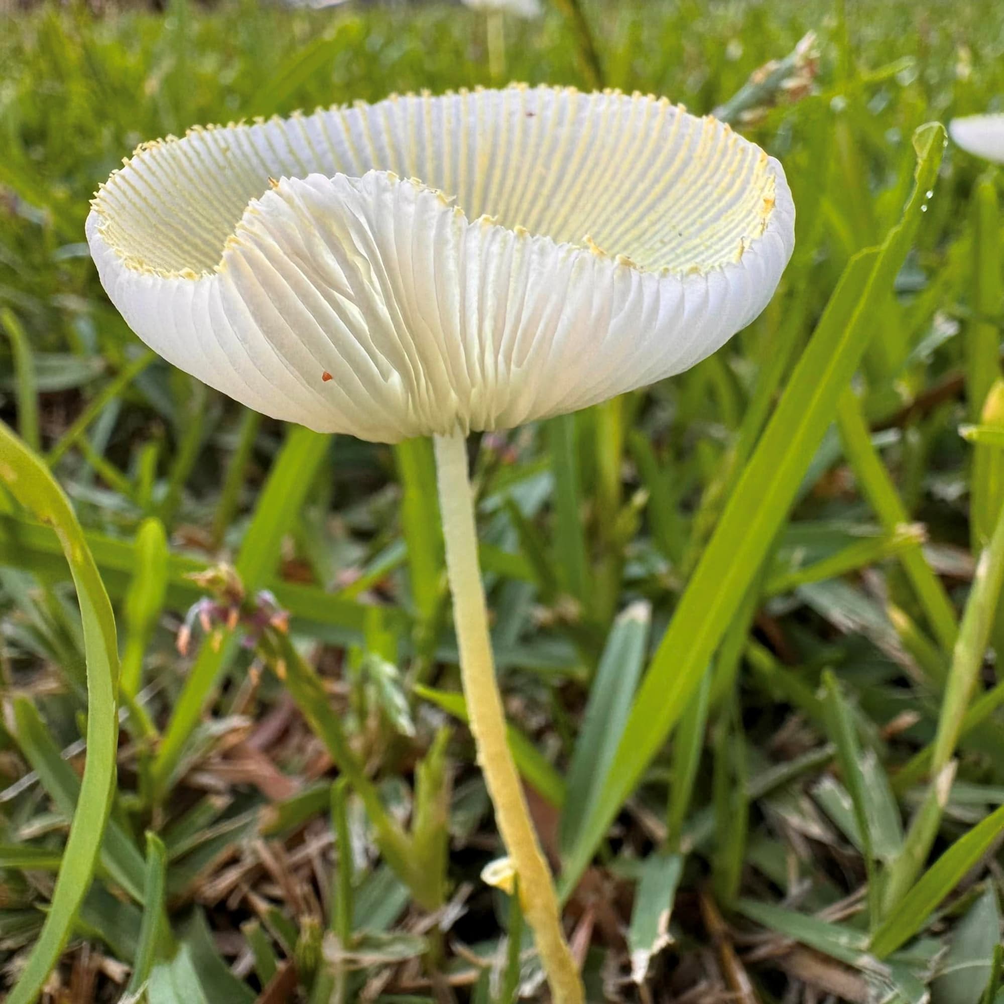 Leucocoprinus fragilissimus (Fragile Dapperling) – Ausemade