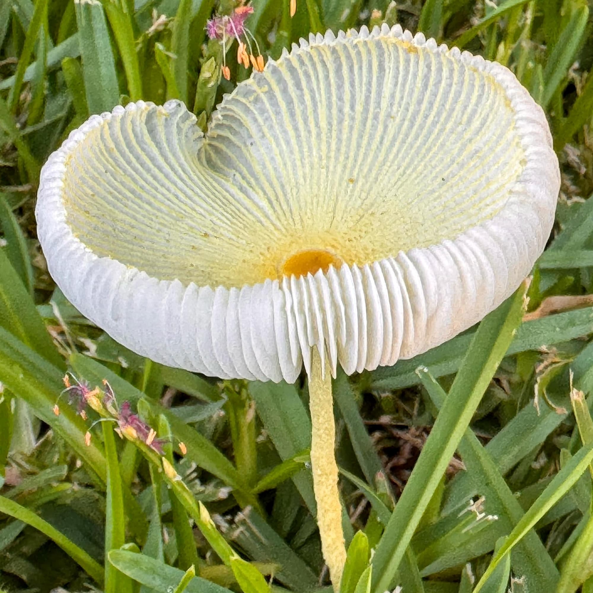 Leucocoprinus fragilissimus (Fragile Dapperling) – Ausemade