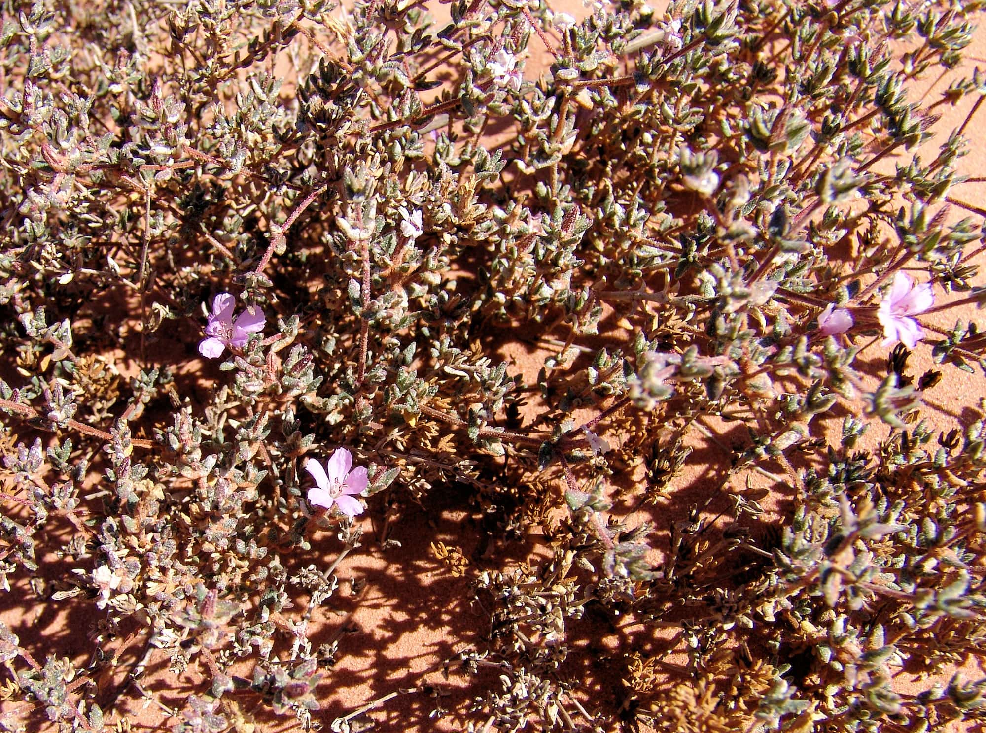 Sea Heath – Ausemade