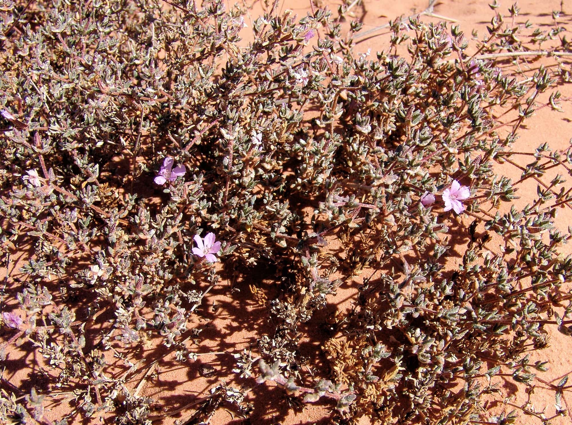 Sea Heath – Ausemade