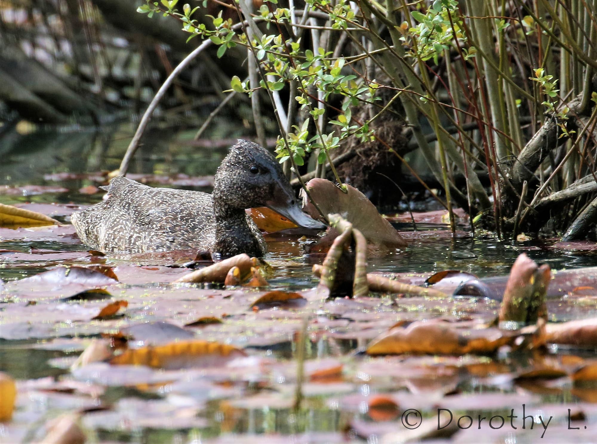 Freckled Duck – Ausemade