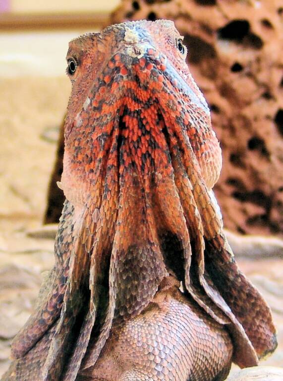 Alice Springs Reptile Centre – Ausemade