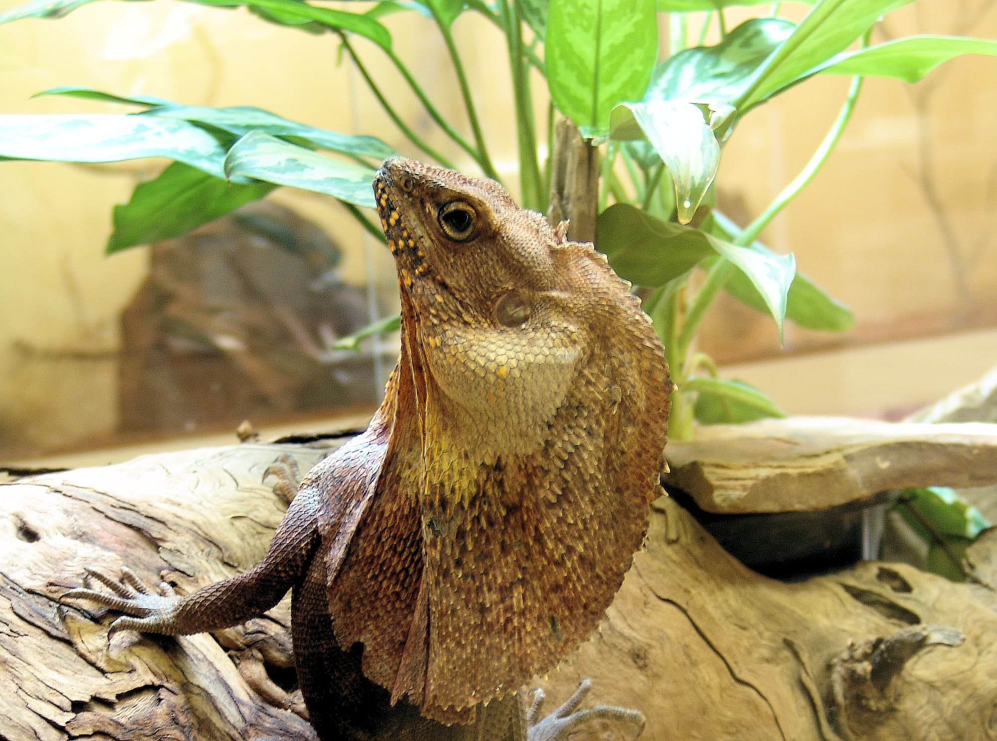 Frilled Neck Lizard – Ausemade