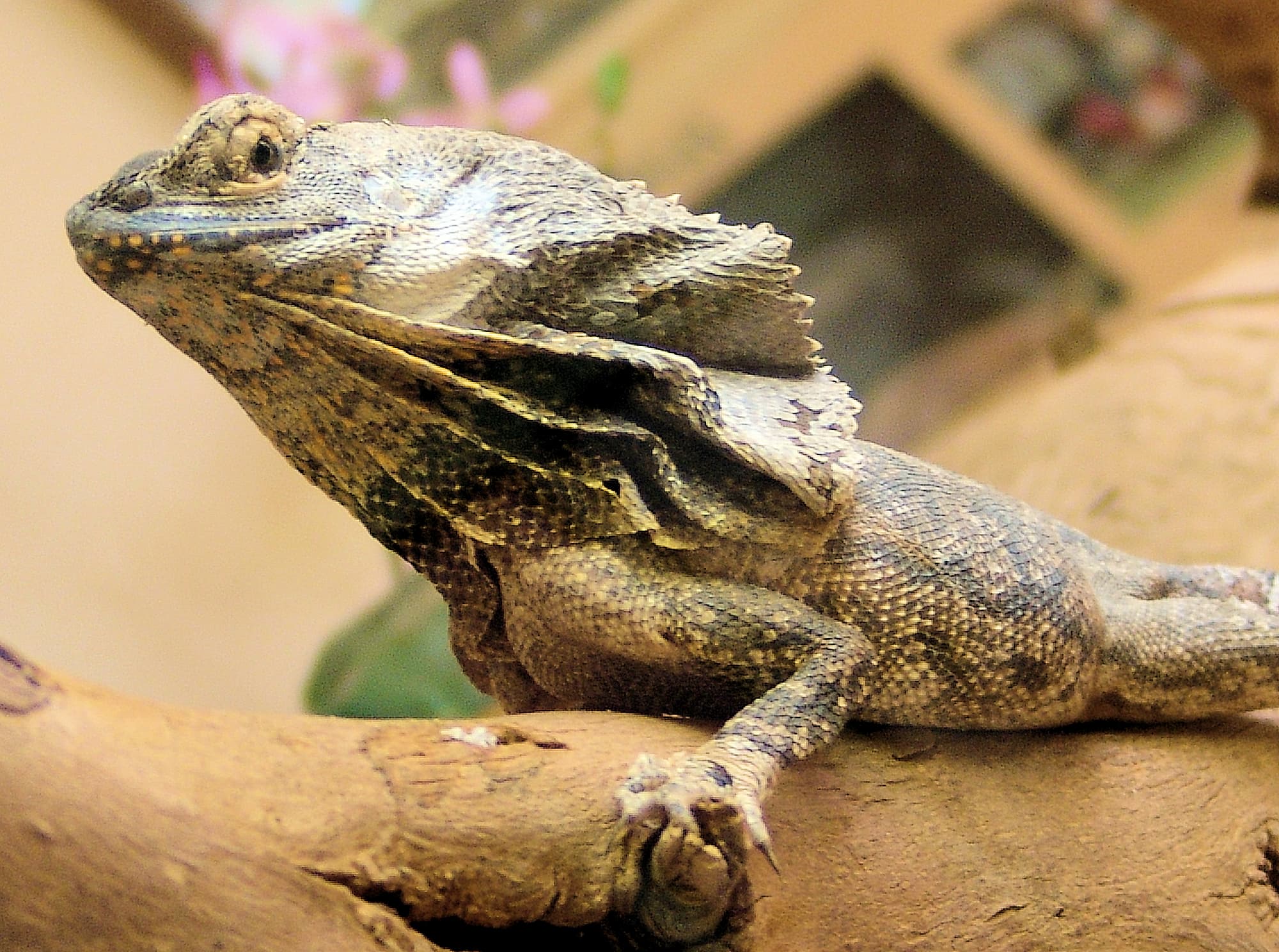 Frilled Neck Lizard – Ausemade