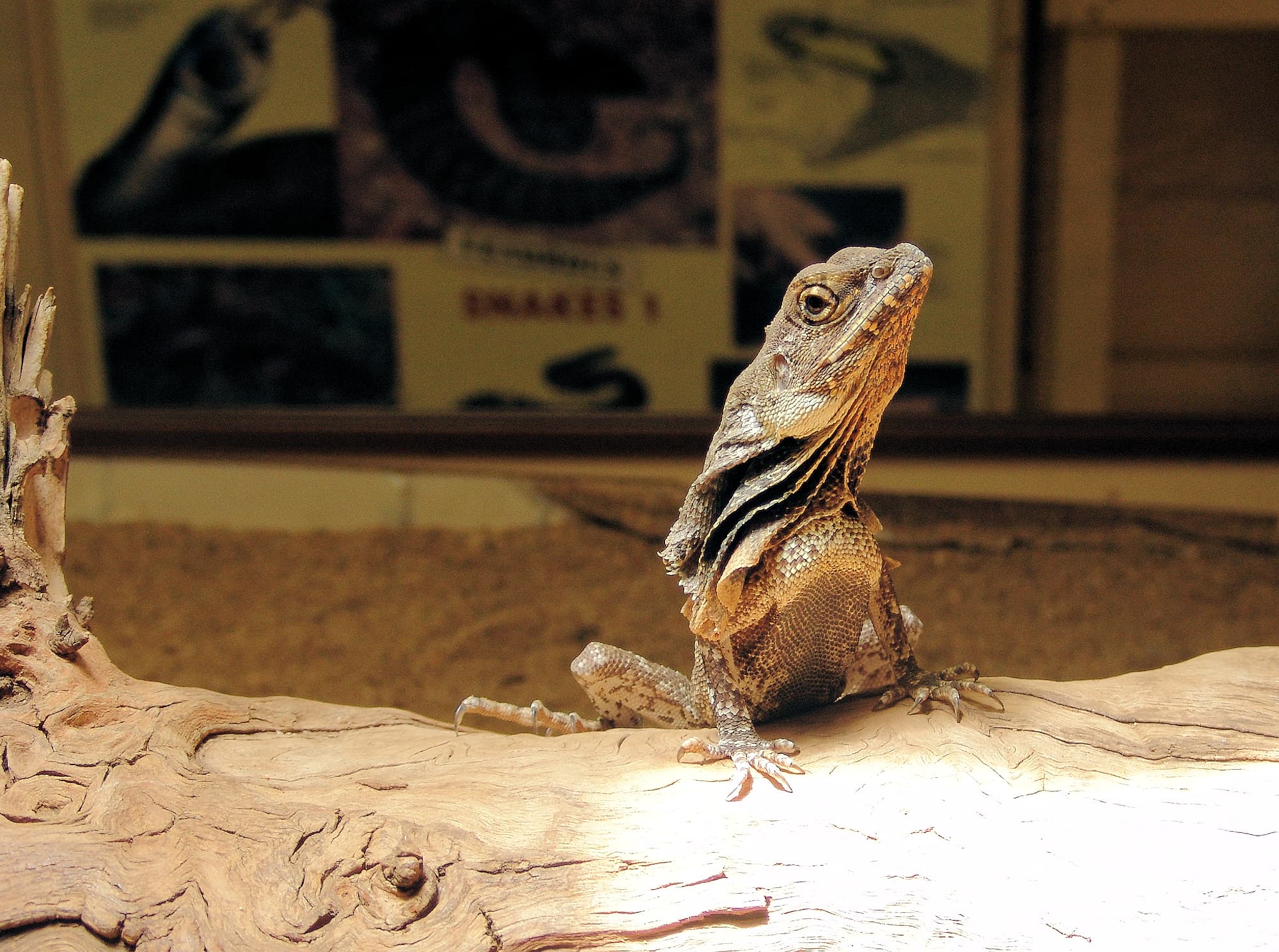 Frilled Neck Lizard – Ausemade