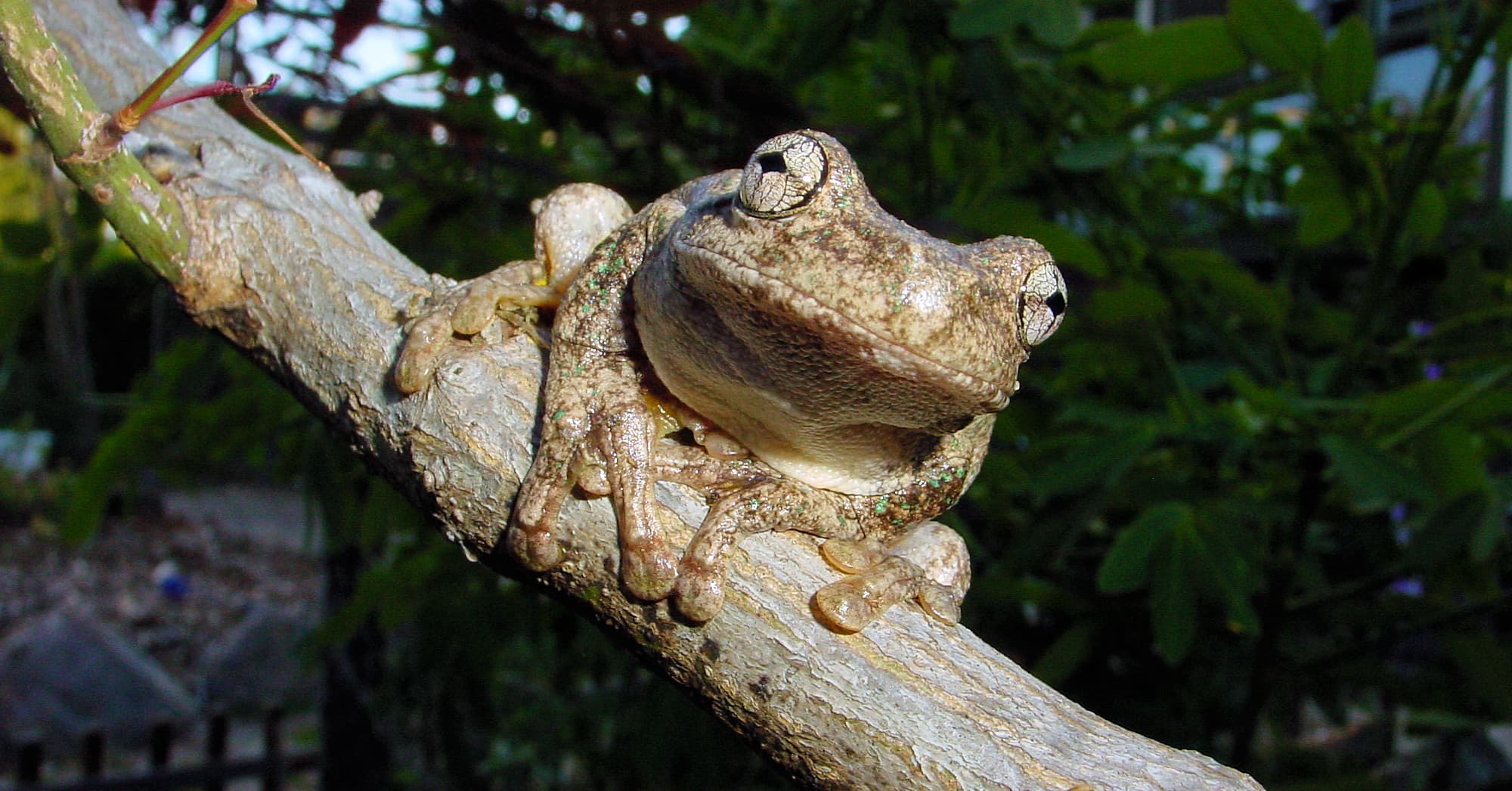 Peron’s Tree Frog – Ausemade