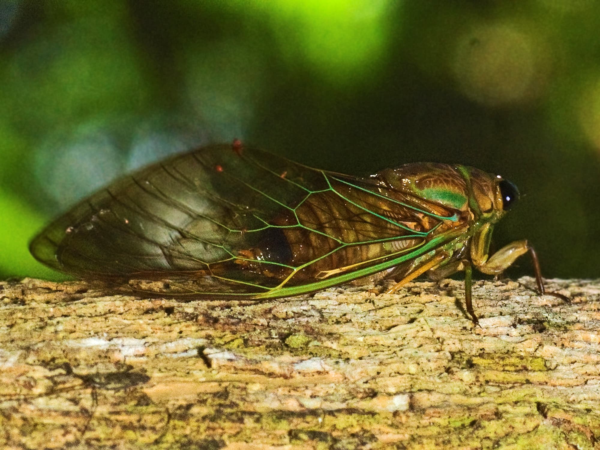 Cicadoidea – Ausemade