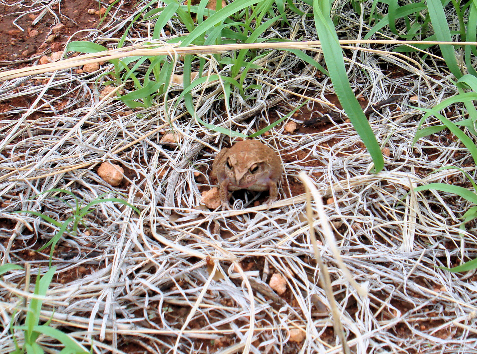 Fauna of Uluru-Kata Tjuta – Ausemade