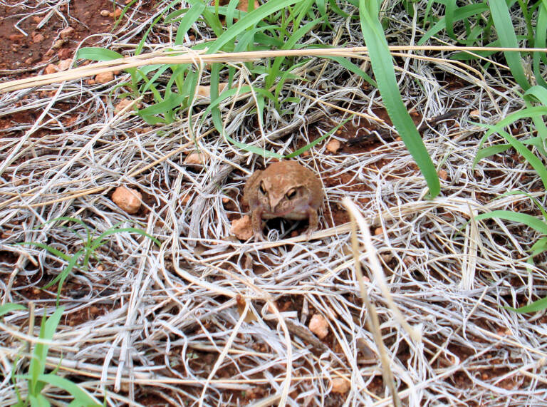 Fauna of Uluru-Kata Tjuta – Ausemade