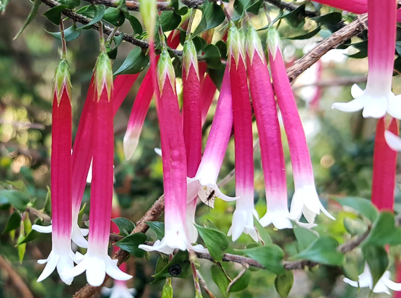 Fuchsia Heath – Ausemade