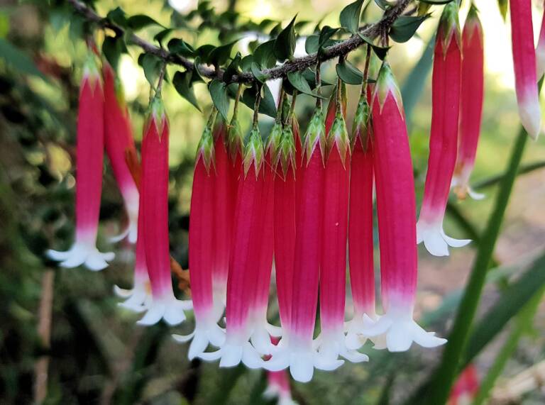 Fuchsia Heath – Ausemade