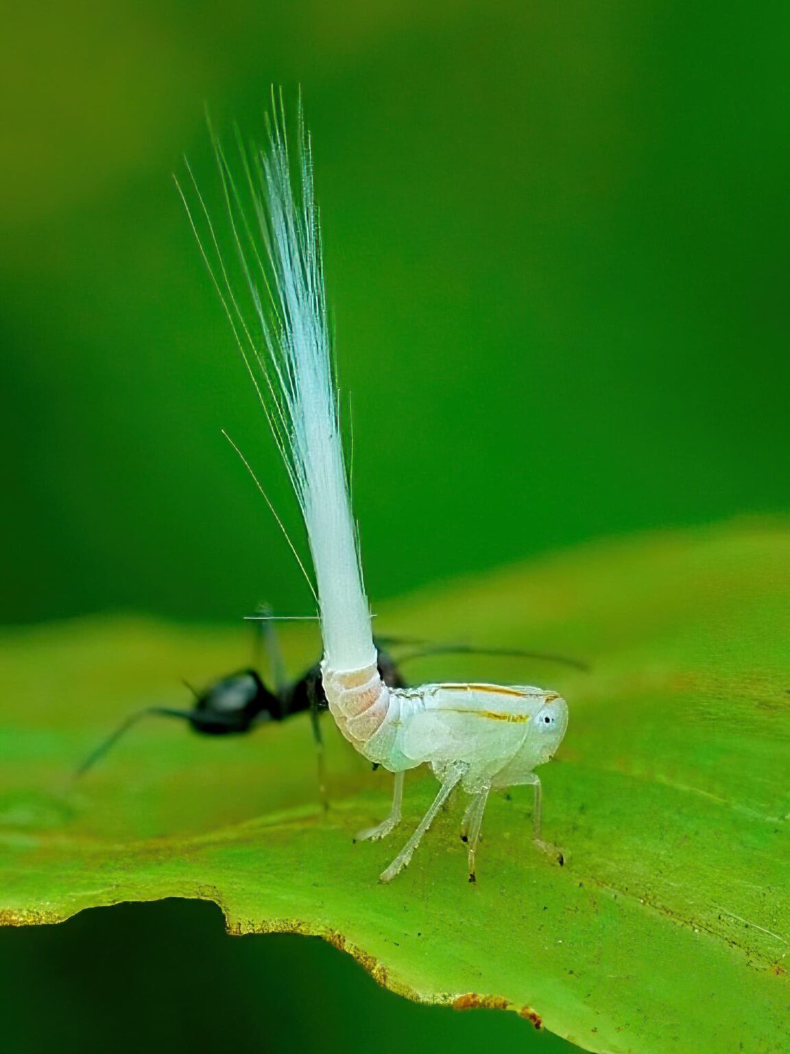 Fulgoromorpha (Planthoppers) – Ausemade