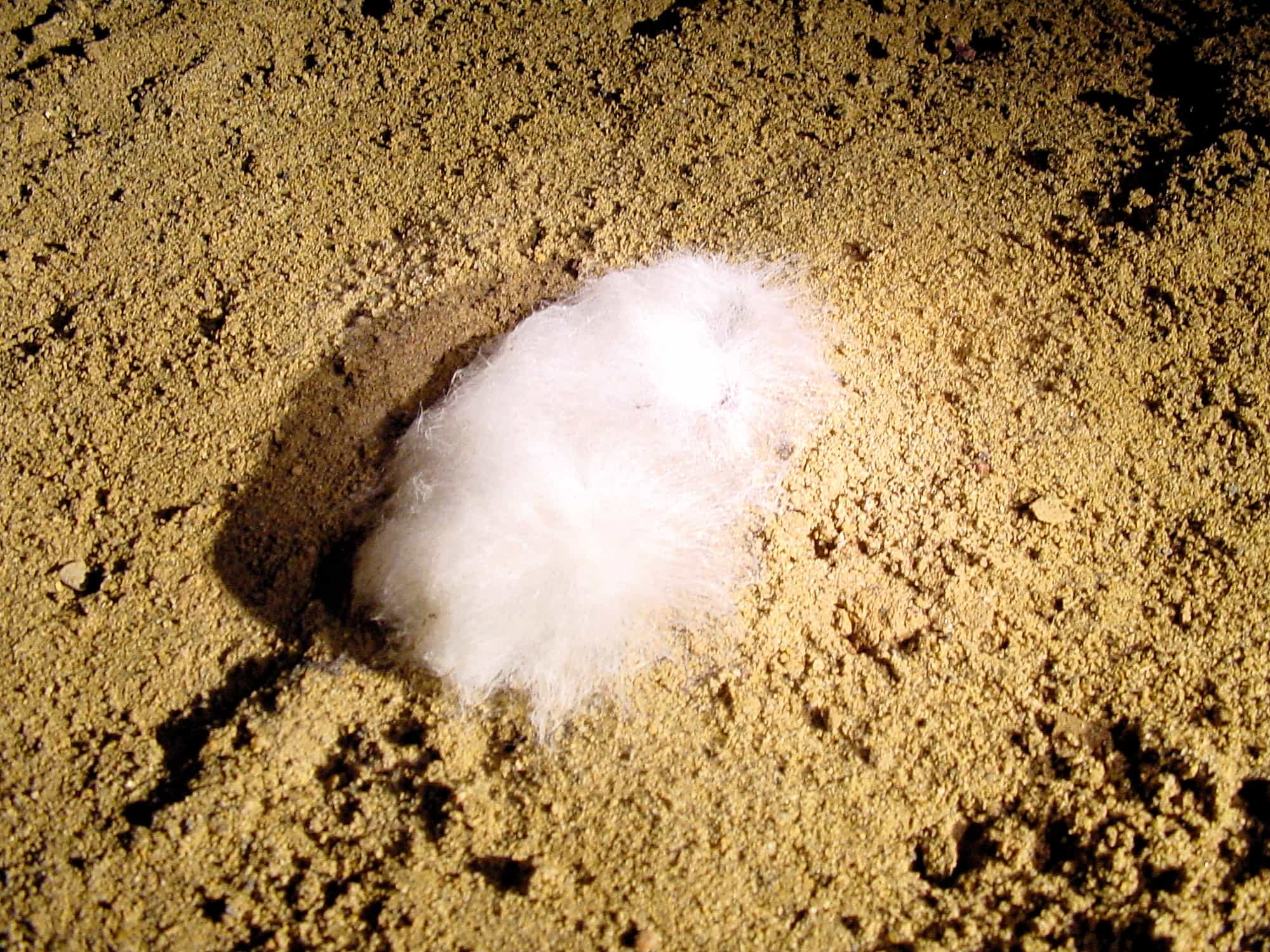 Croesus Cave – Ausemade