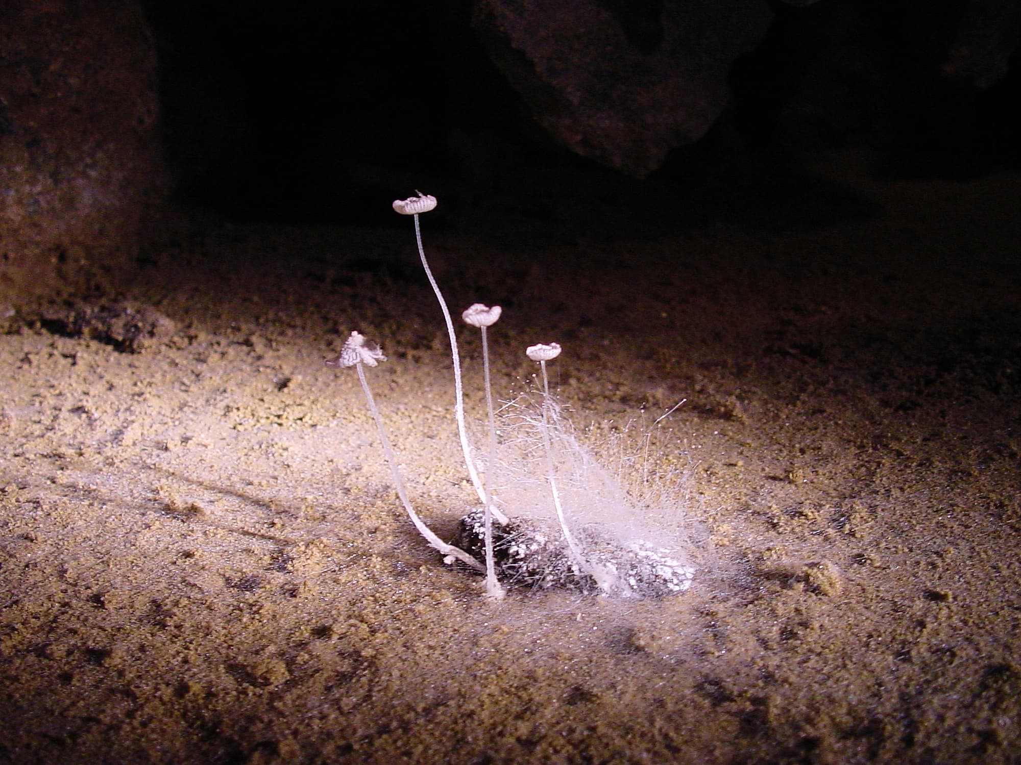 Croesus Cave – Ausemade
