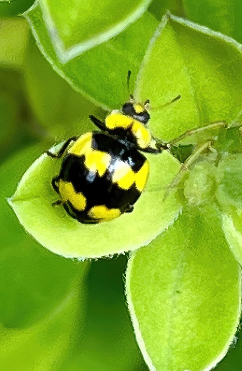 Ladybirds (Beetles) – Ausemade