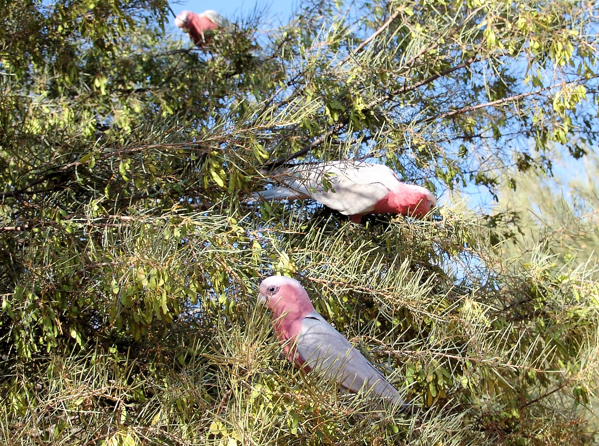 Galah – Ausemade