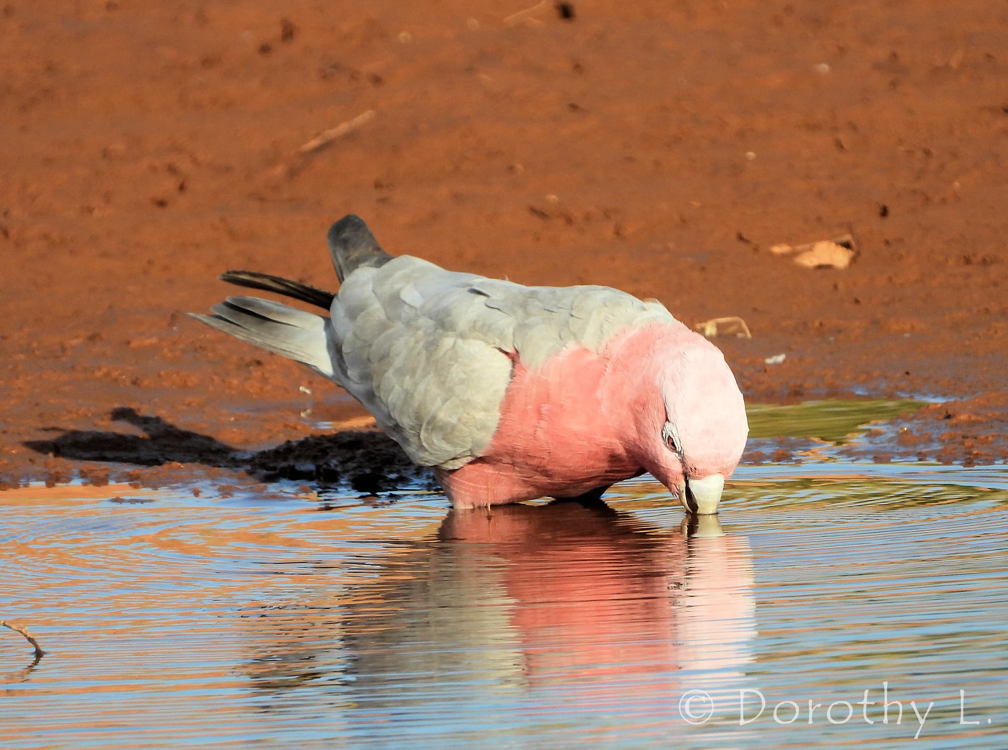 Galah – water – Ausemade