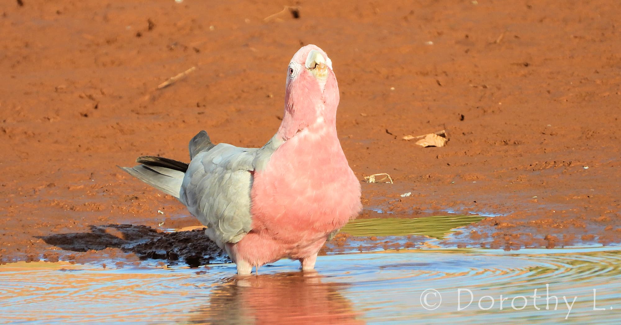 Galah – water – Ausemade
