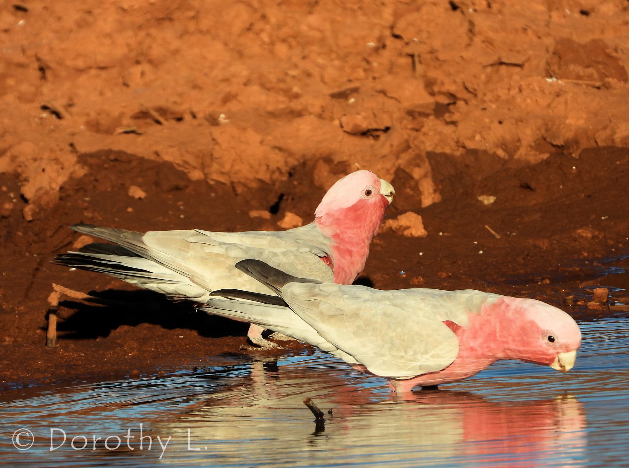 Galah – water – Ausemade