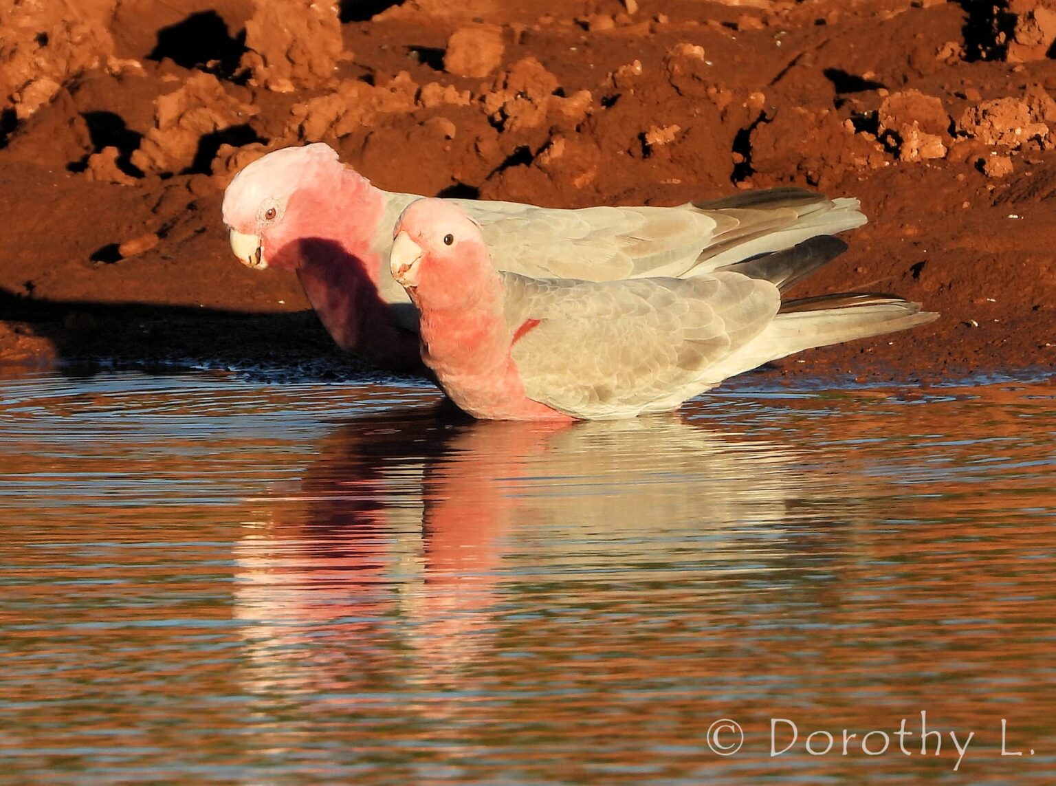 Galah – water – Ausemade