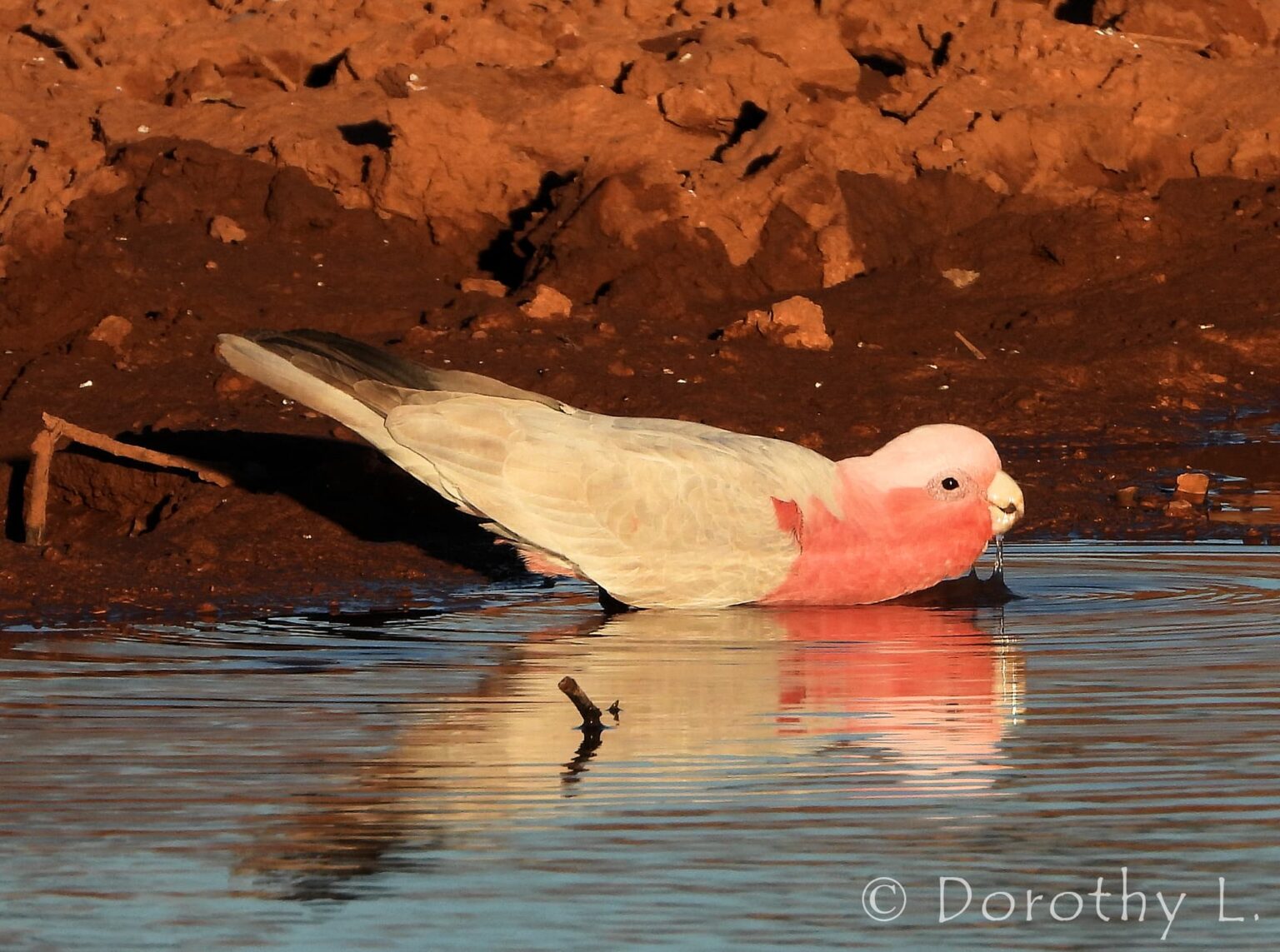 Galah – water – Ausemade