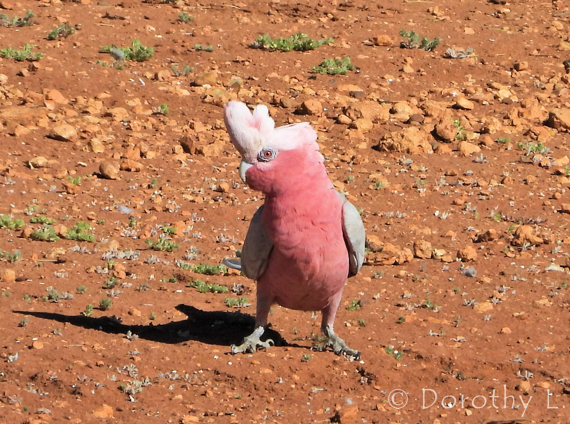 Galah – Ausemade