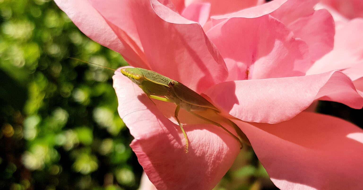 Garden Mantis – Ausemade
