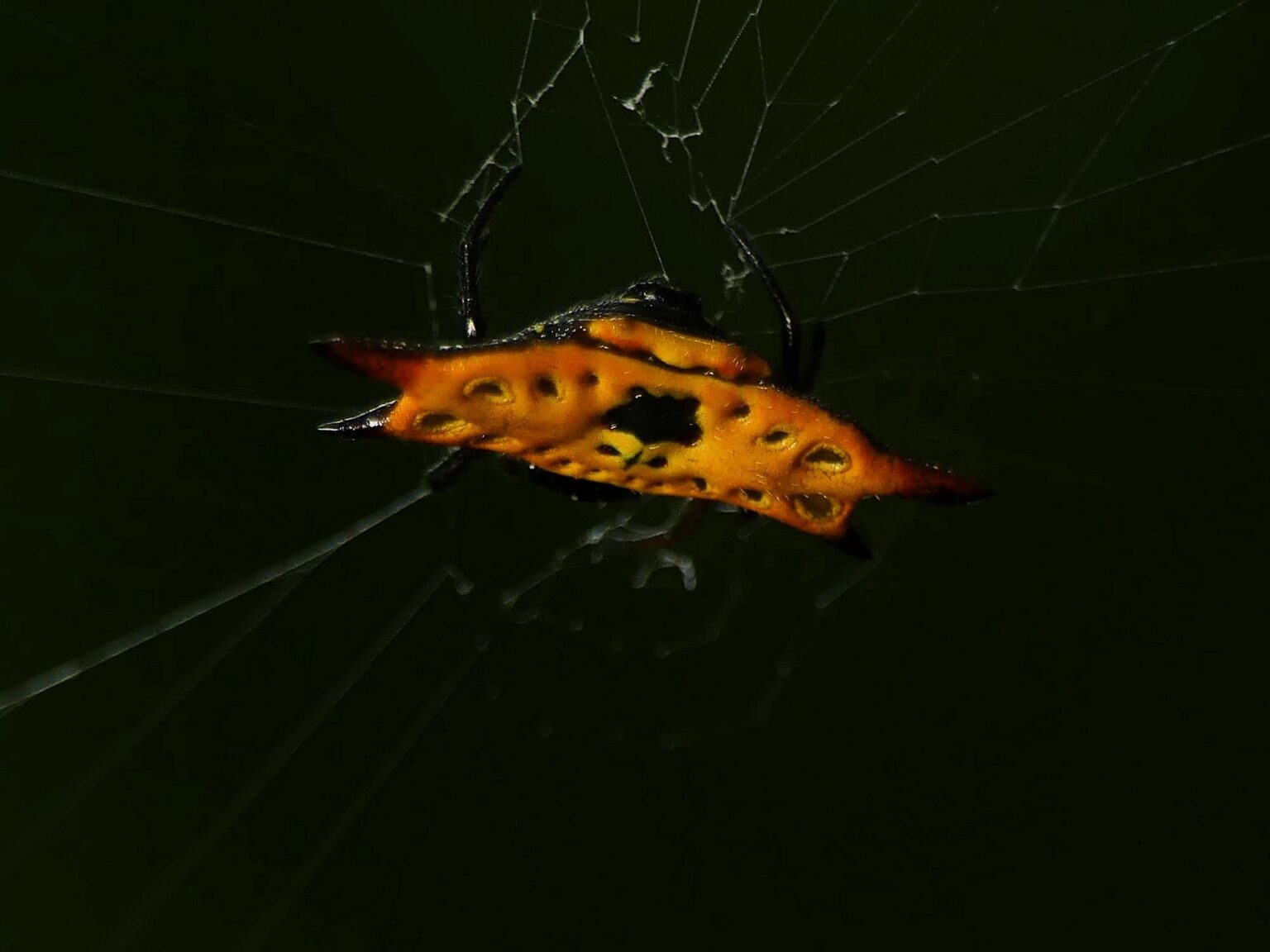 Gasteracantha quadrispinosa (Four-spined Spiny Orbweaver) – Ausemade